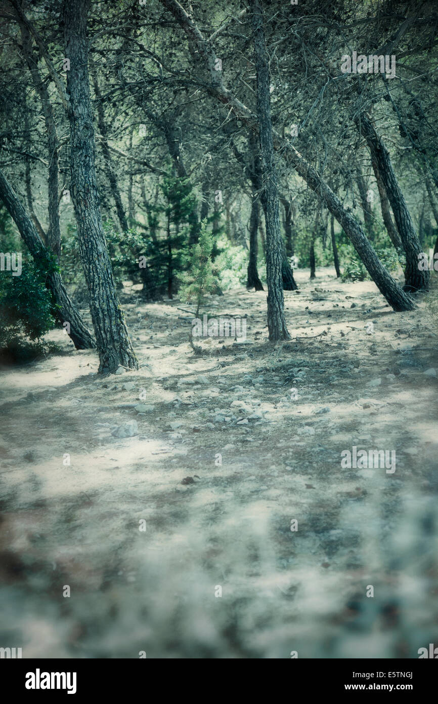 Sparse woods hi-res stock photography and images - Alamy