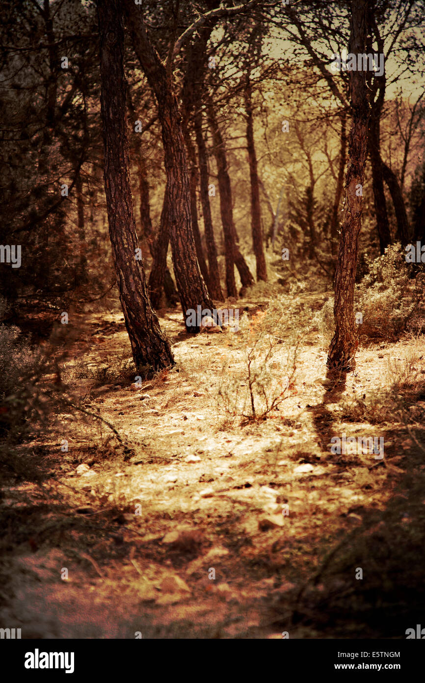 Sparse woods hi-res stock photography and images - Alamy
