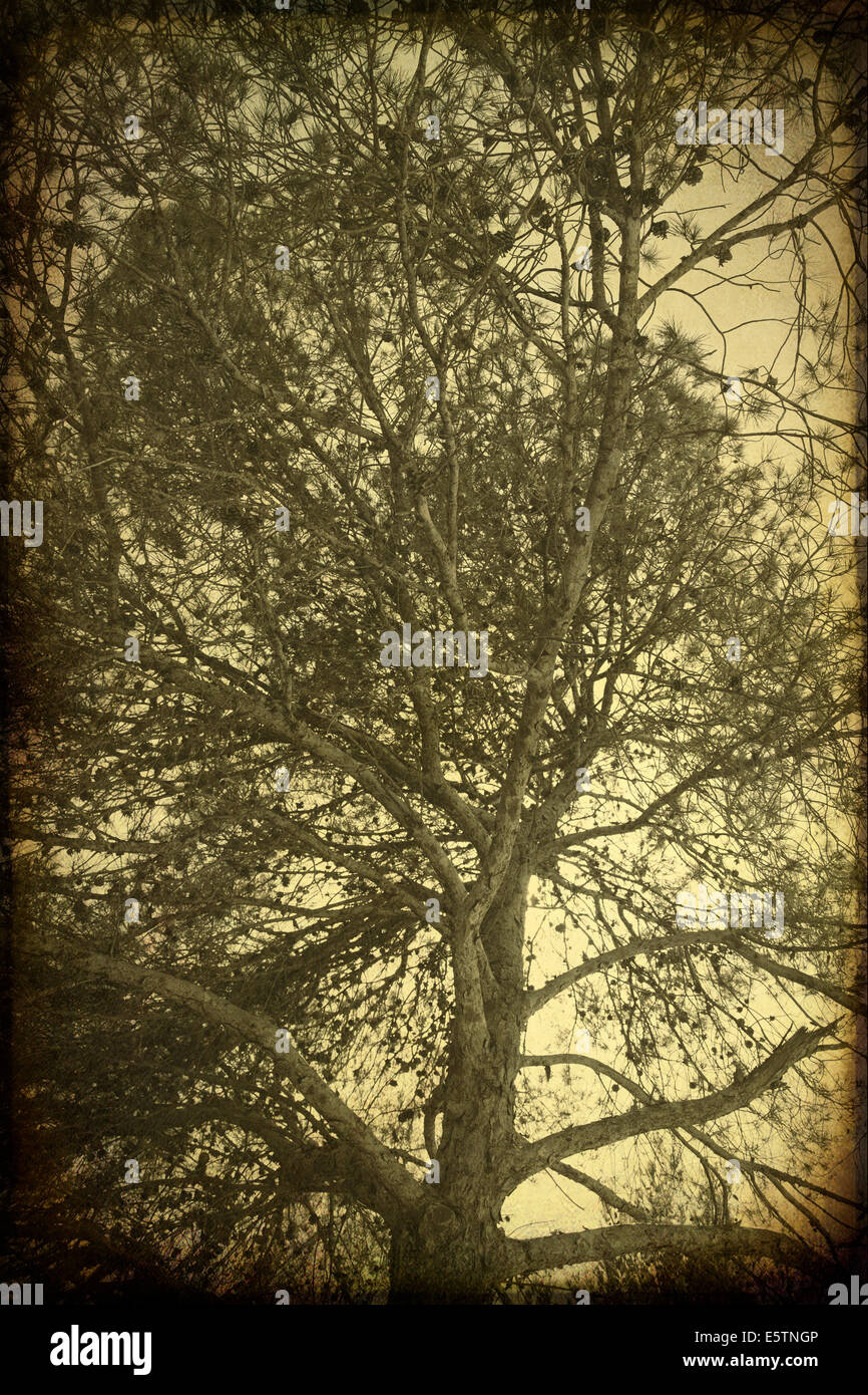 Dry trees tree branches hi-res stock photography and images - Alamy