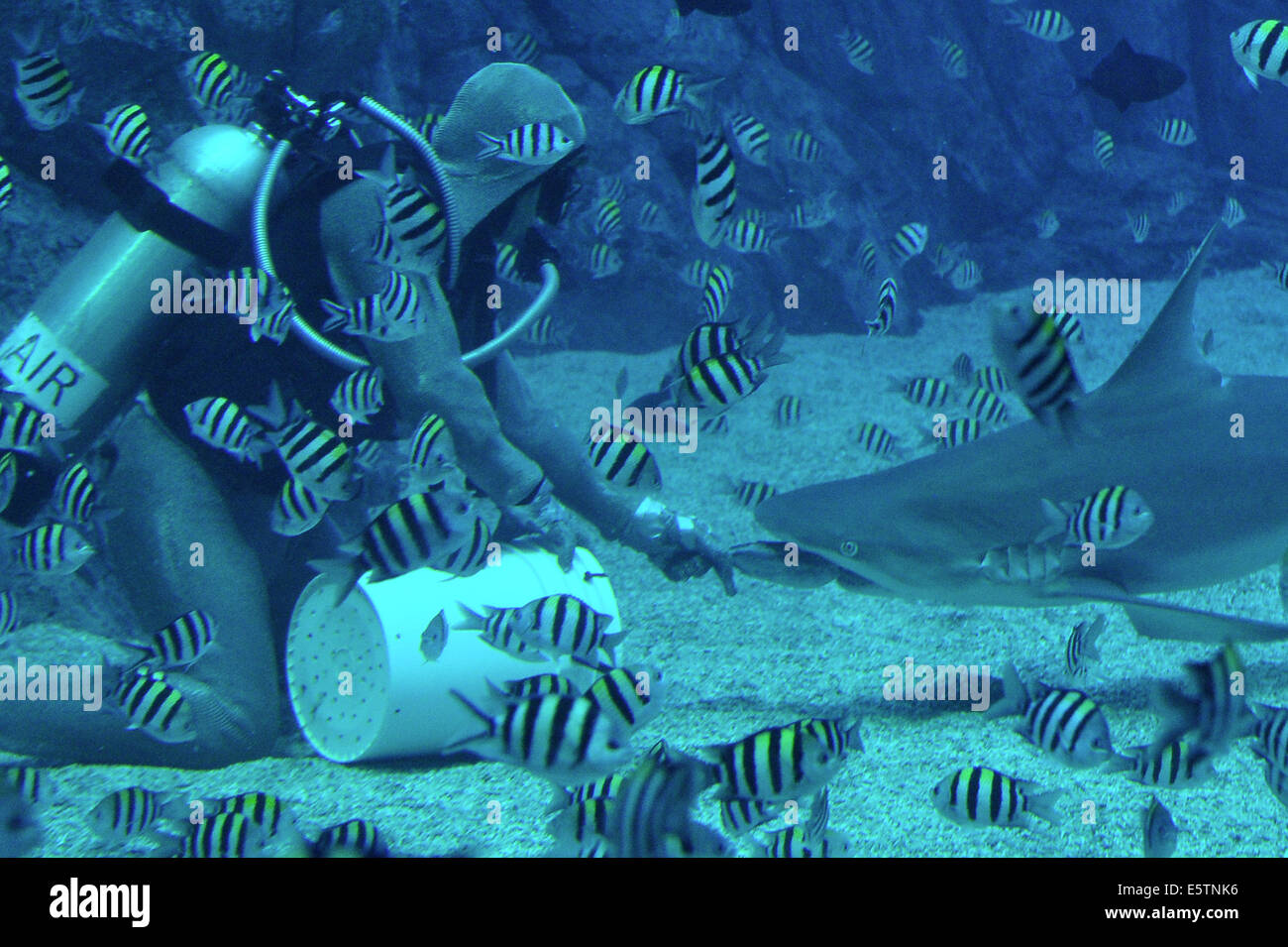 Singapore. 6th Aug, 2014. Shark conservationist Cristina Zenato hand ...
