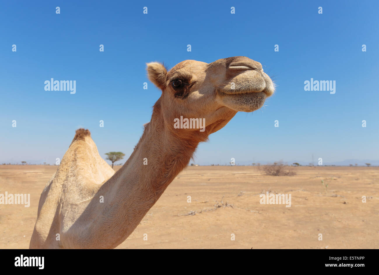 camel in the desert Stock Photo - Alamy