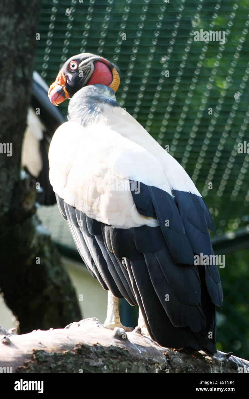 Condor red hi-res stock photography and images - Alamy