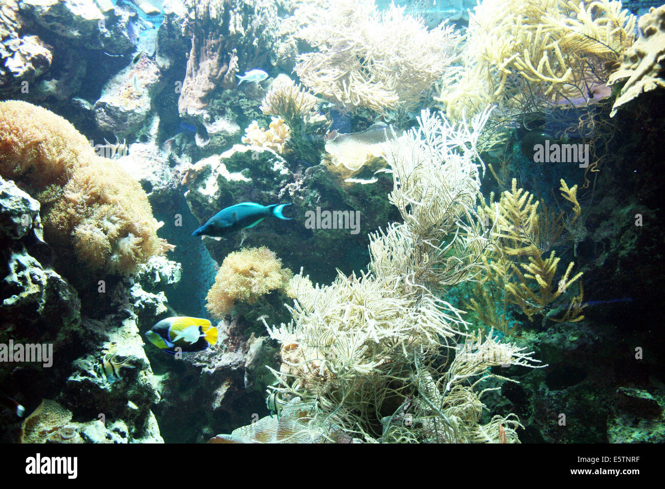 Beautiful marine life Stock Photo - Alamy