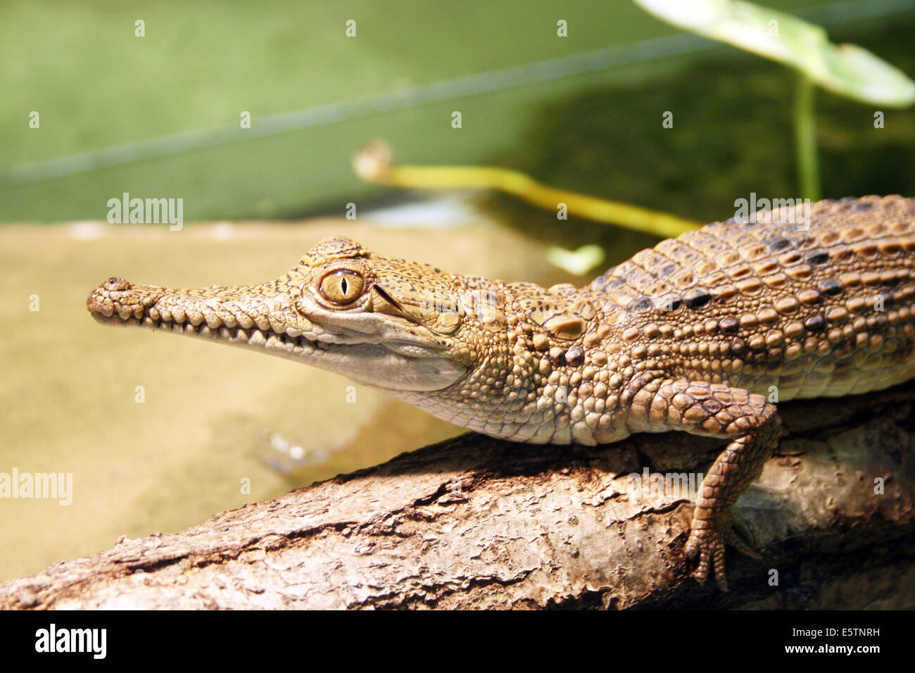 Predator waiting hi-res stock photography and images - Alamy