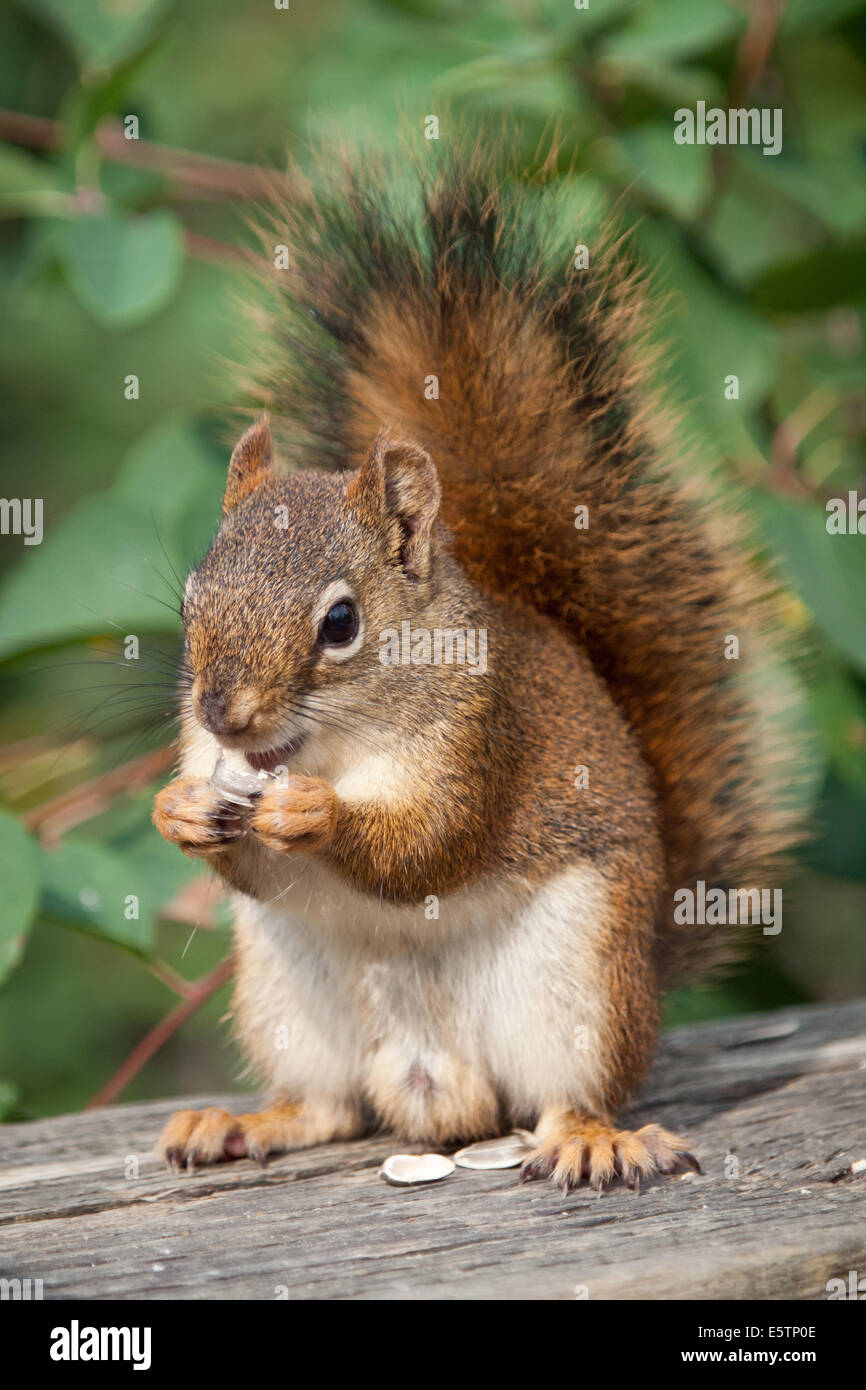 American Red Squirrel Stock Photos & American Red Squirrel Stock Images ...