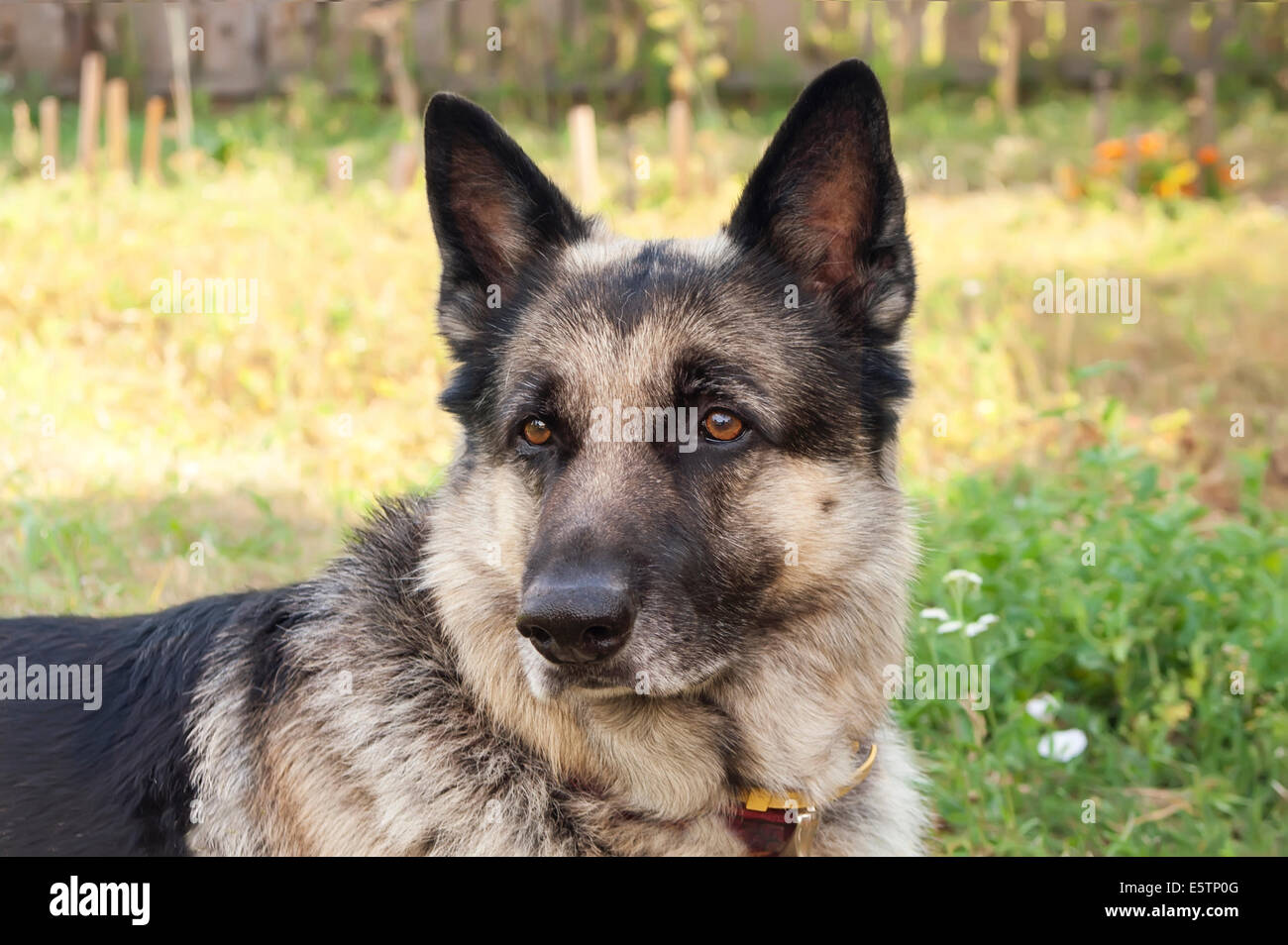 Shepherd dog on Alert Stock Photo - Alamy