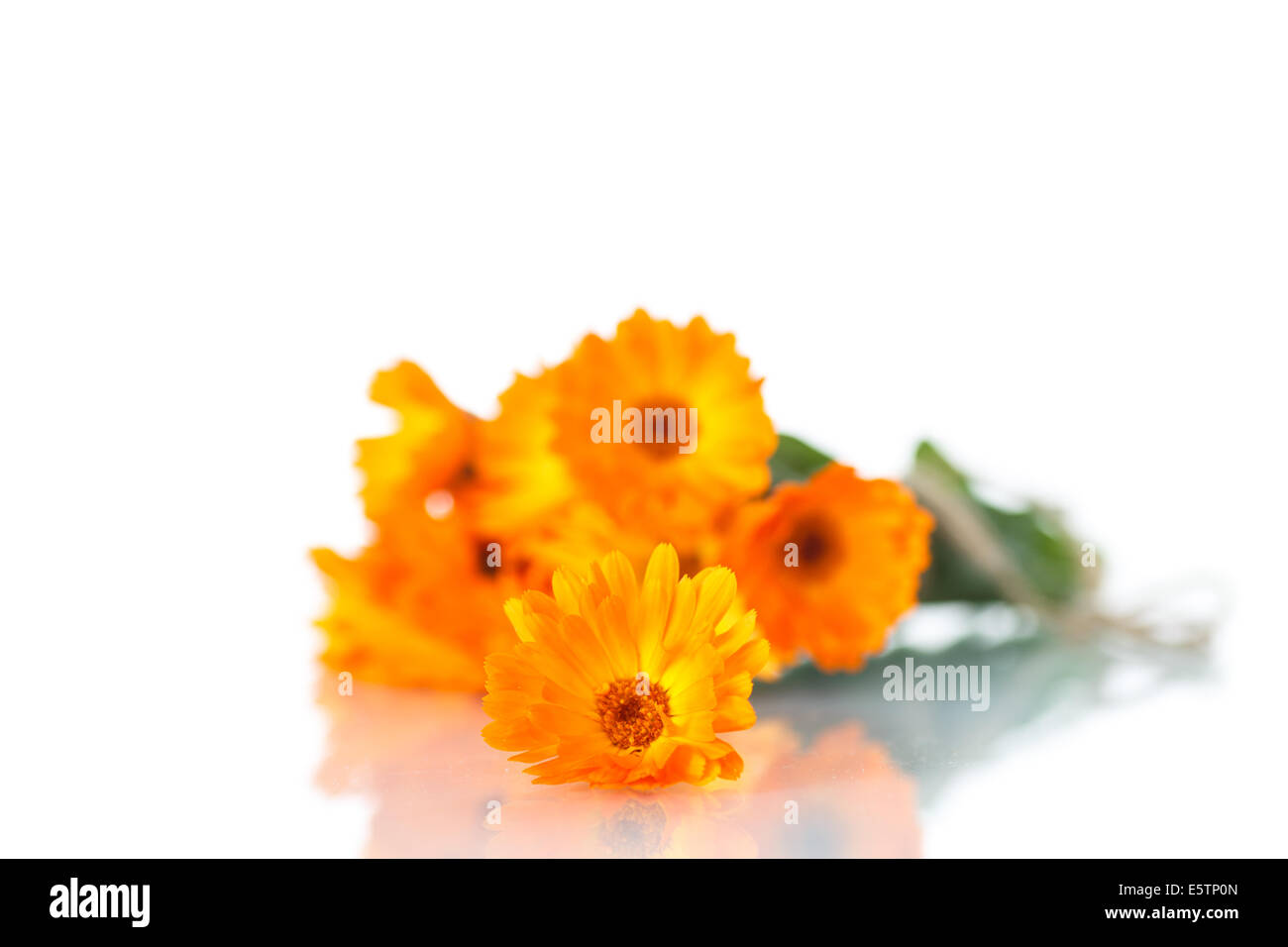 bouquet of orange calendula blossoms on white background Stock Photo ...
