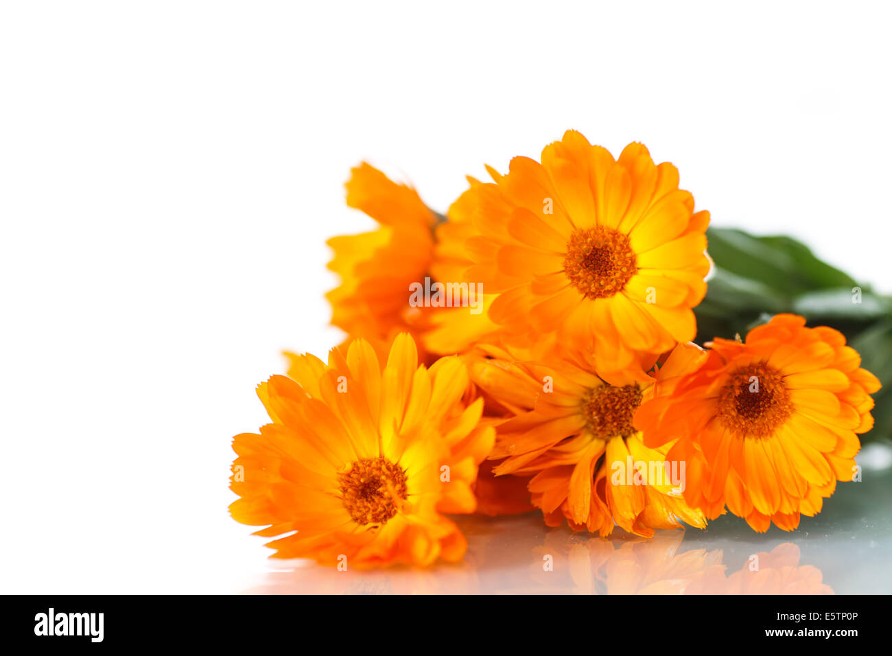 bouquet of orange calendula blossoms on white background Stock Photo ...