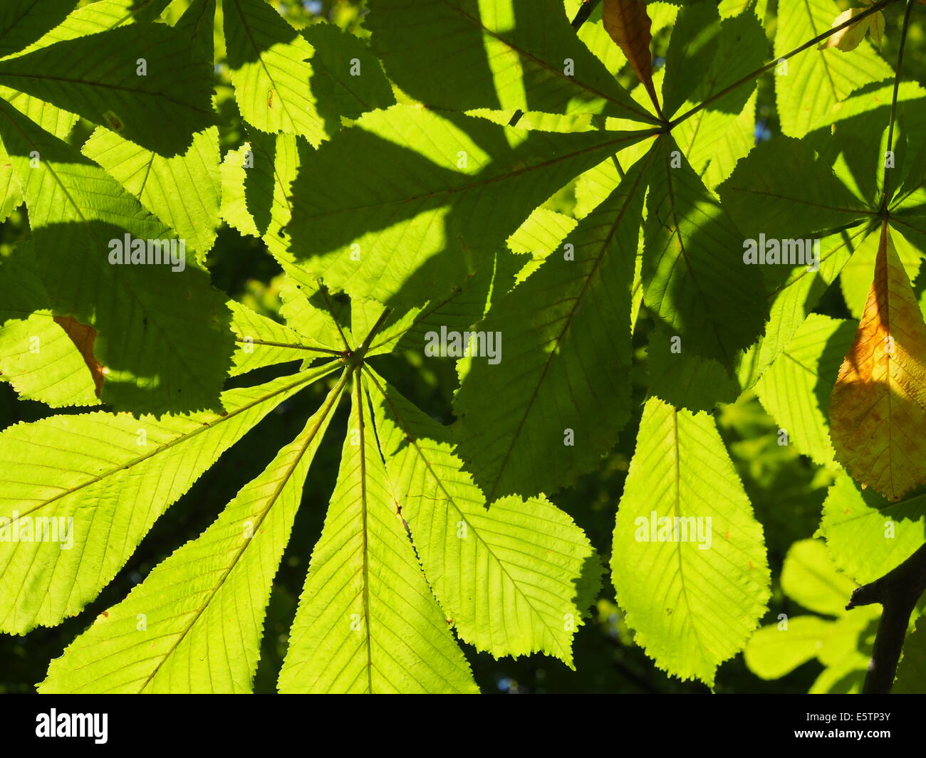 Conker tree hi-res stock photography and images - Alamy