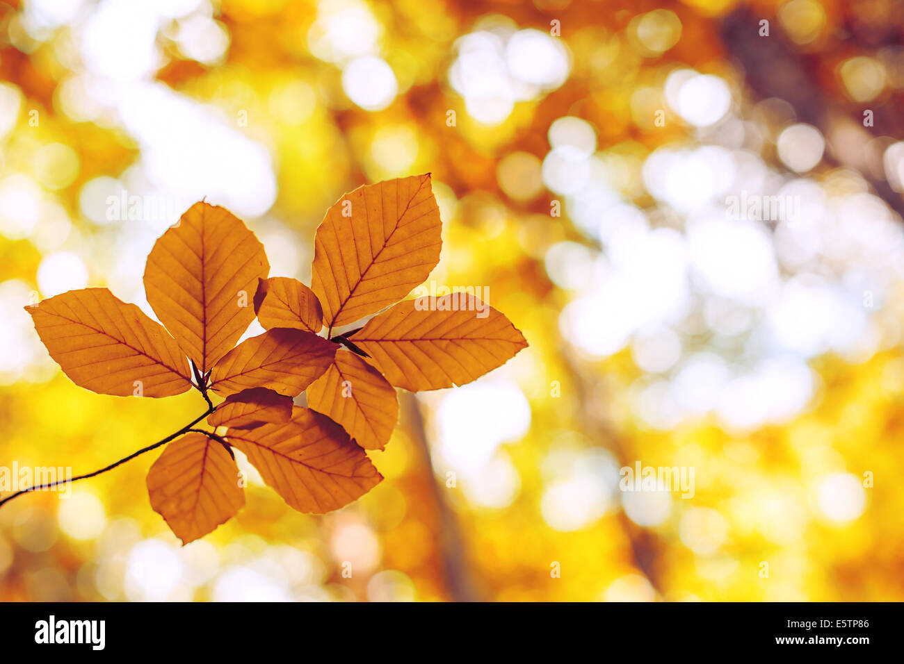 autumn leaves in forest closeup Stock Photo - Alamy