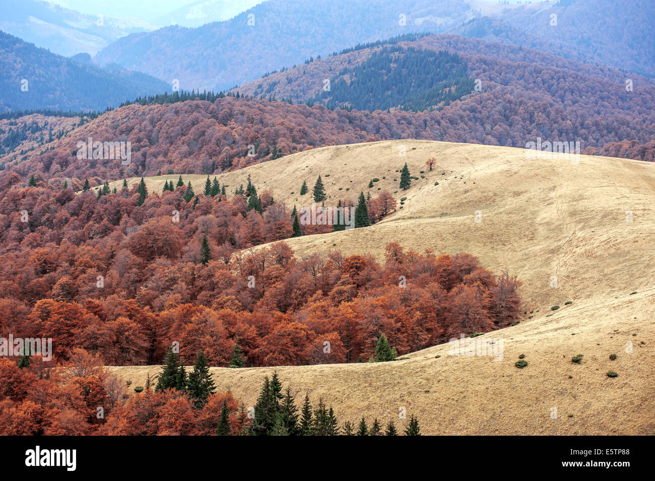 Carpathians mountain in summer time Stock Photo - Alamy