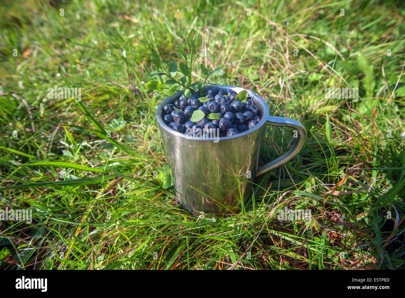 ripe freshness blueberry in mug Stock Photo - Alamy