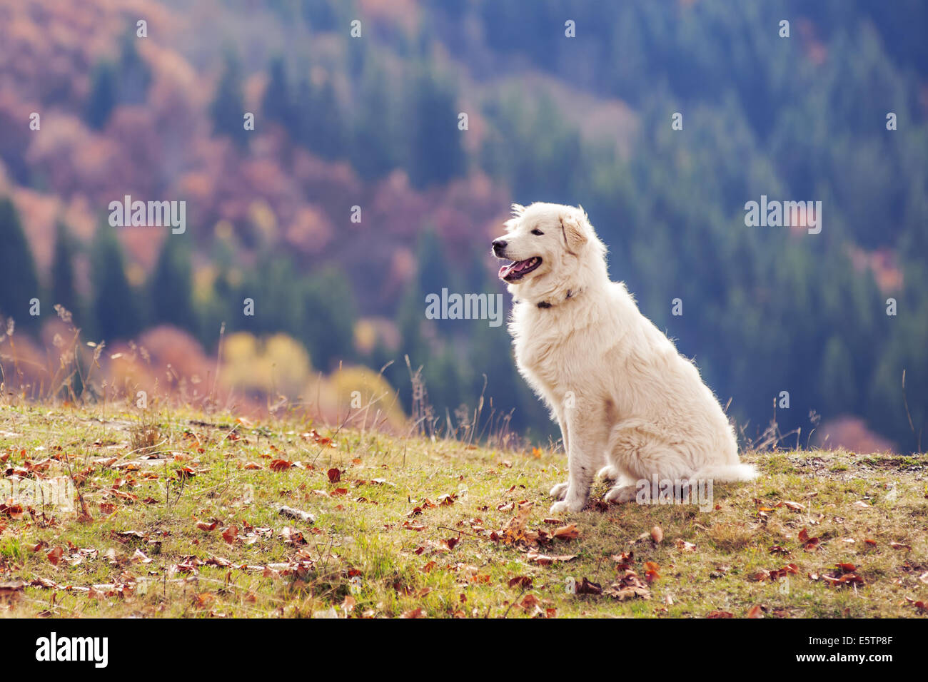 White shaggy dog hi-res stock photography and images - Alamy