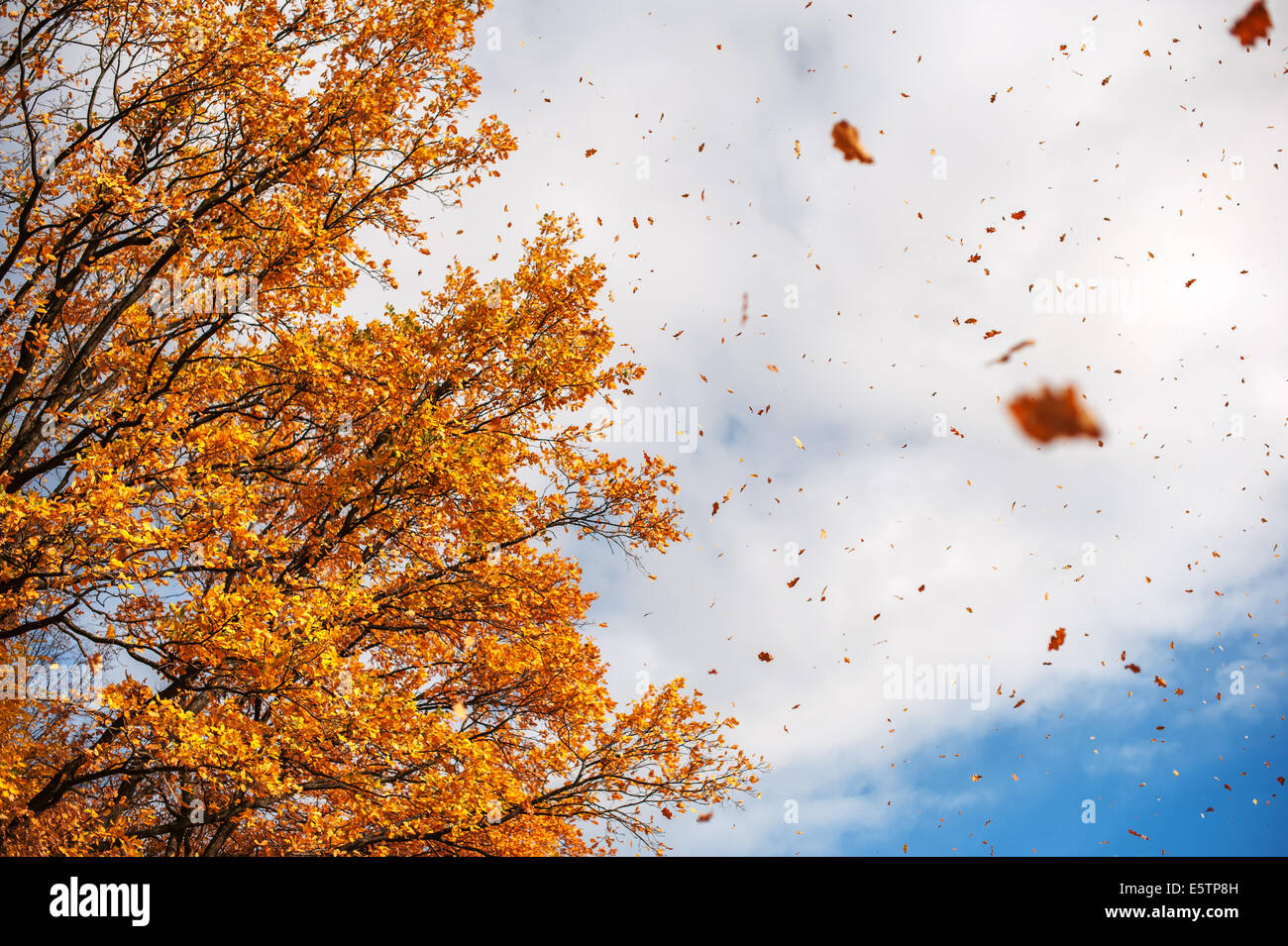 autumn leaves in forest closeup Stock Photo - Alamy