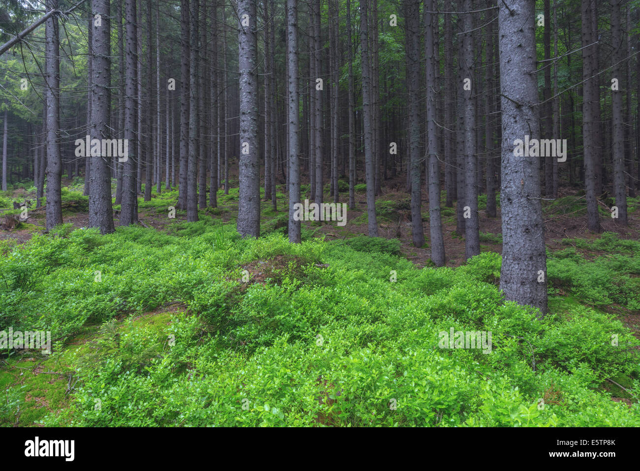 fairy tale fir tree forest Stock Photo - Alamy