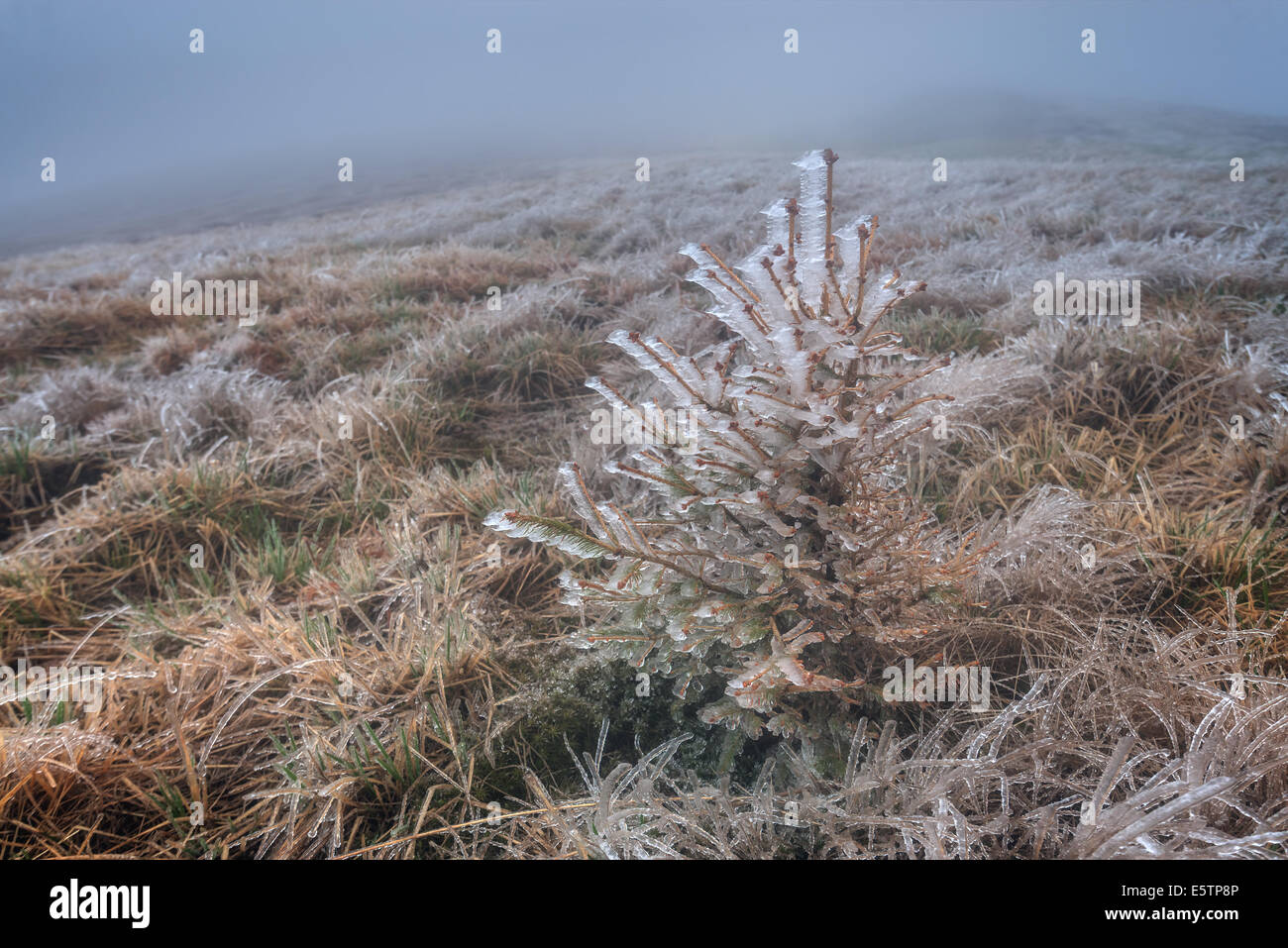 Icy tree hi-res stock photography and images - Alamy