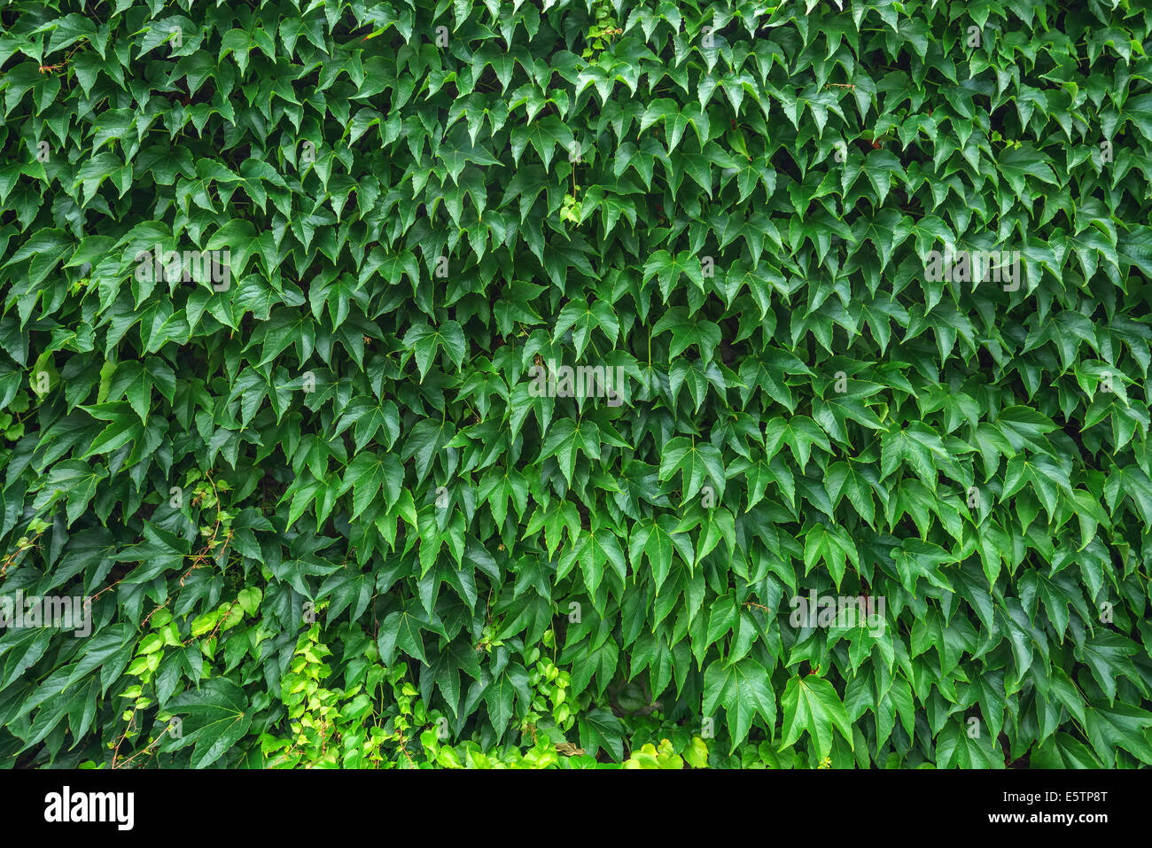 texture of ivy leaves closeup Stock Photo - Alamy