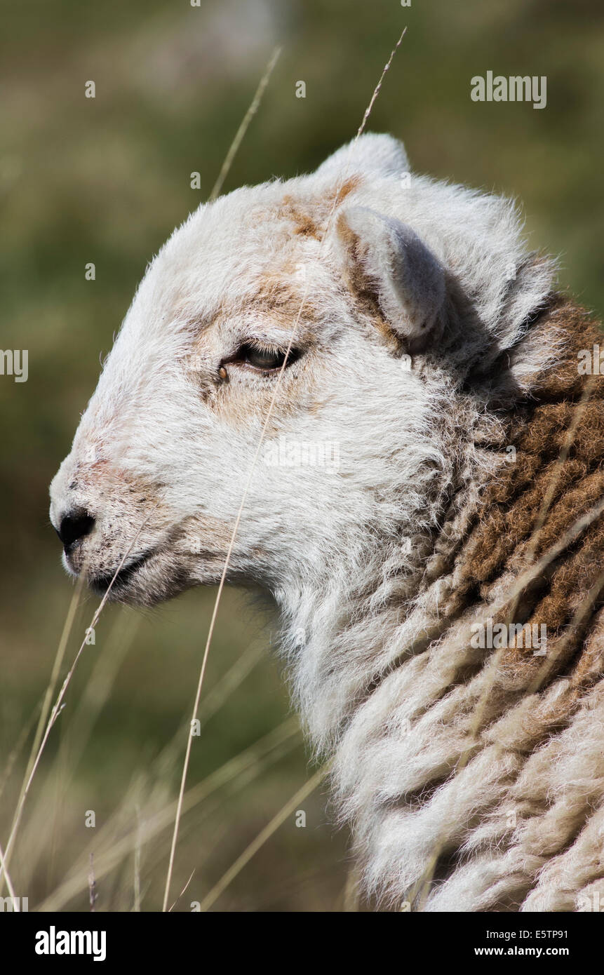 Welsh mountain lamb hi-res stock photography and images - Alamy