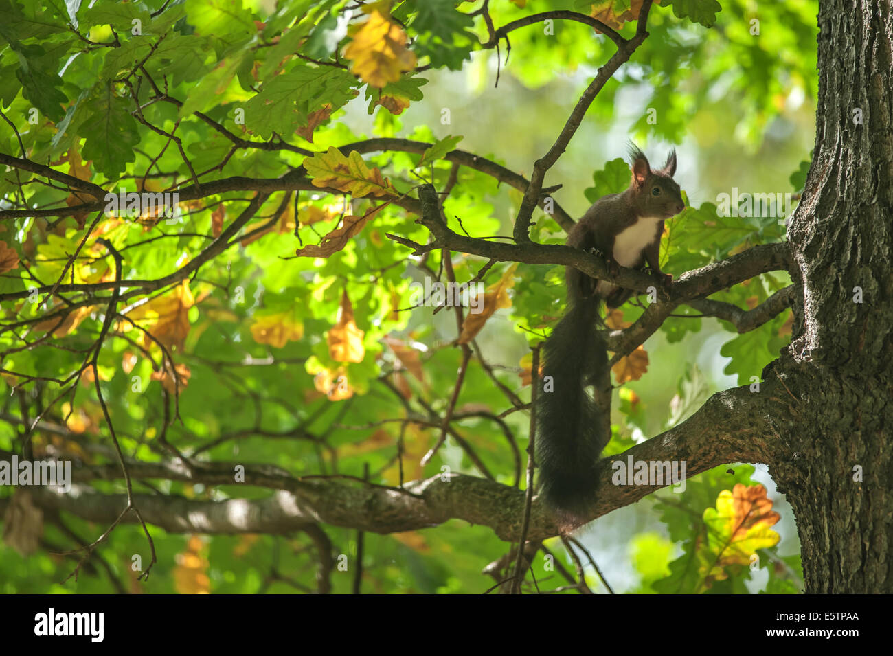 Squirrel autumn tree hi-res stock photography and images - Alamy