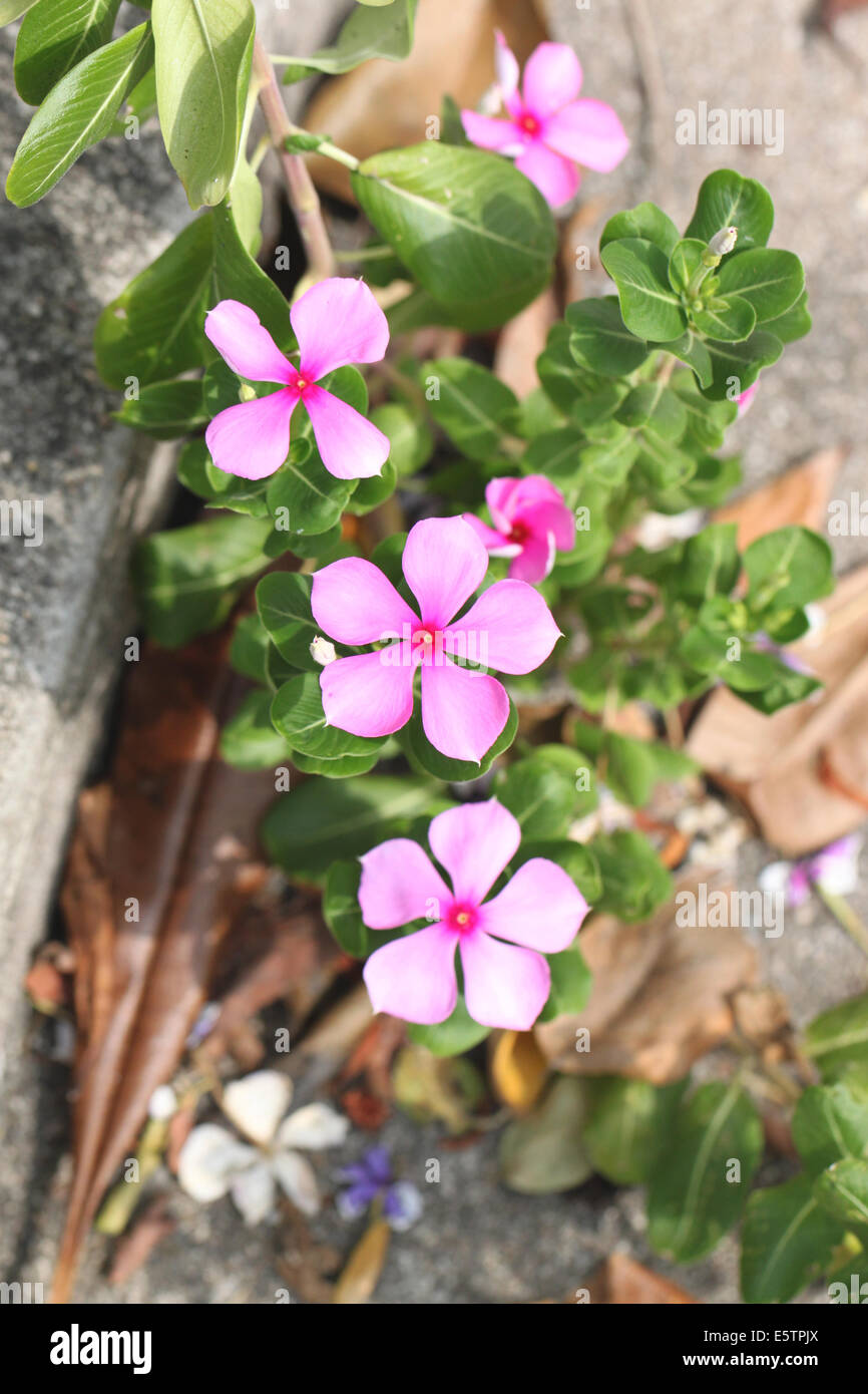 The Catharanthus roseus garden.it flower come form Madagascar Stock ...