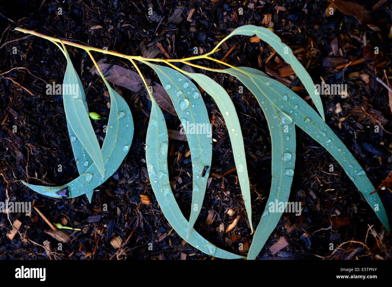 Black gum leaf hi-res stock photography and images - Alamy