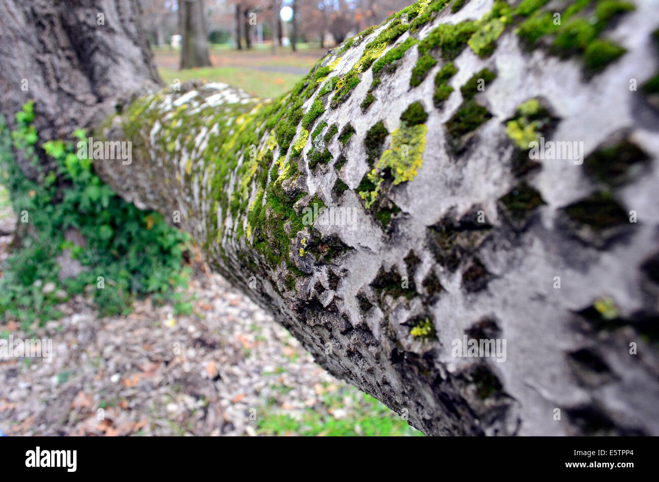 Looking along tree branch Stock Photo - Alamy