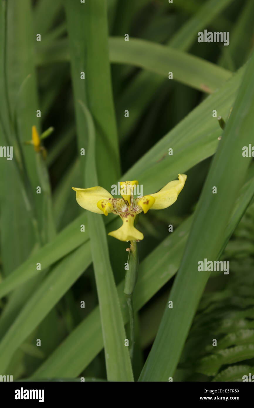 Yellow orchid flower hi-res stock photography and images - Alamy