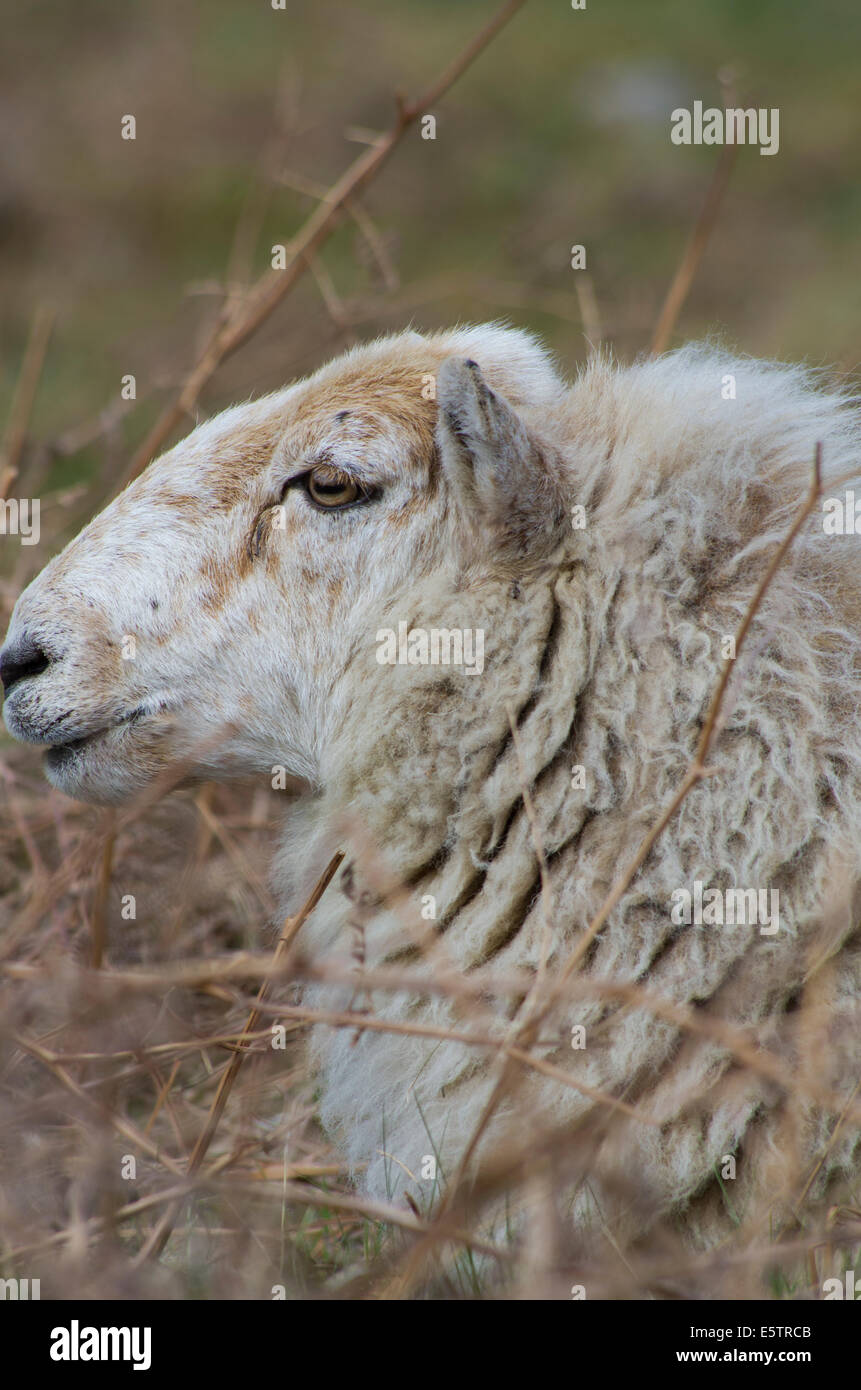 Welsh mountain sheep hi-res stock photography and images - Alamy