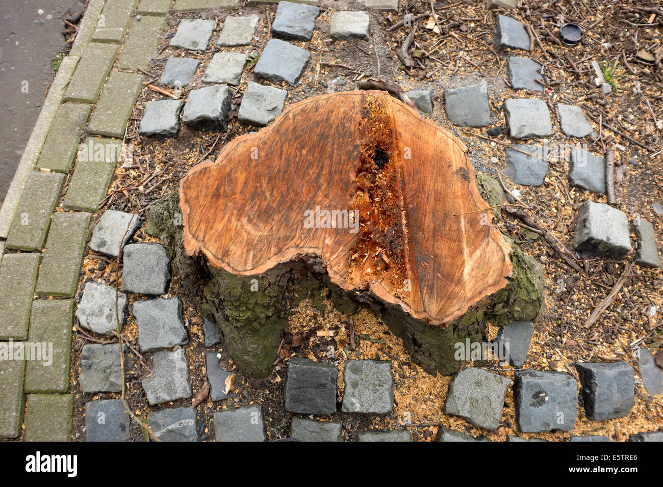 Tree Stump cut felled freshly newly cut down Stock Photo - Alamy