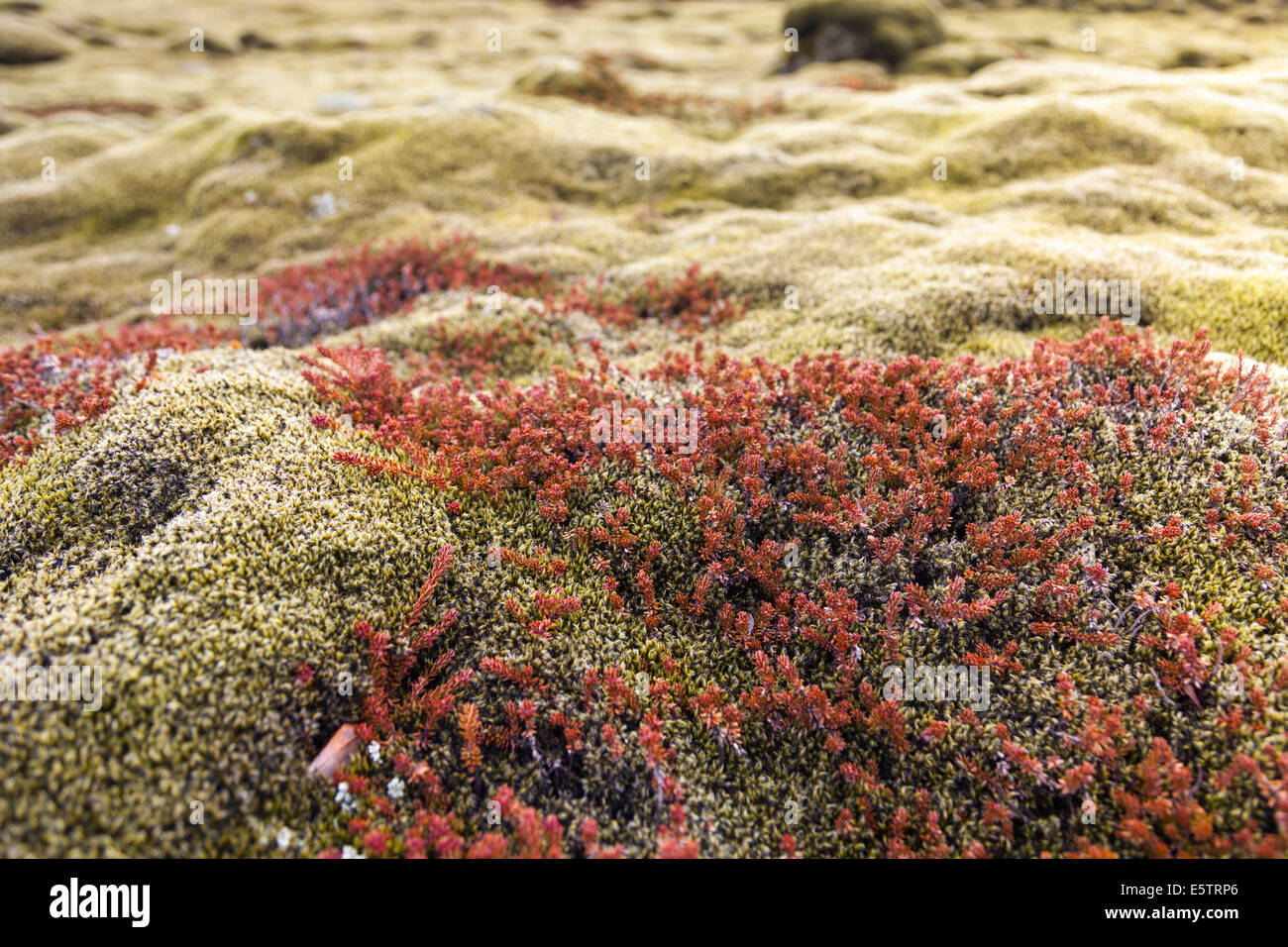 Red moss hi-res stock photography and images - Alamy