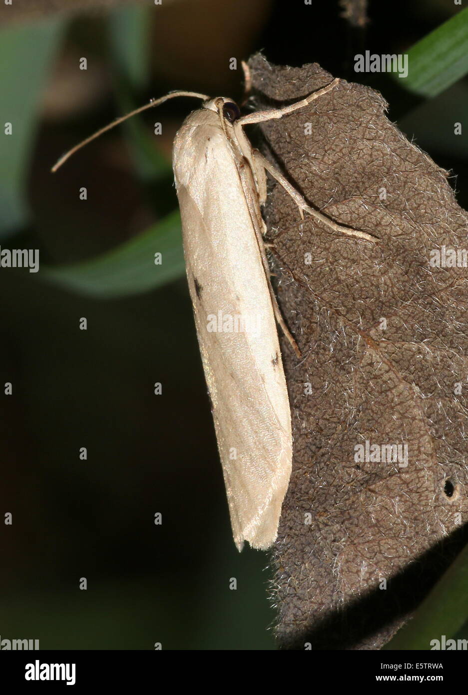 Footmen moths hi-res stock photography and images - Alamy