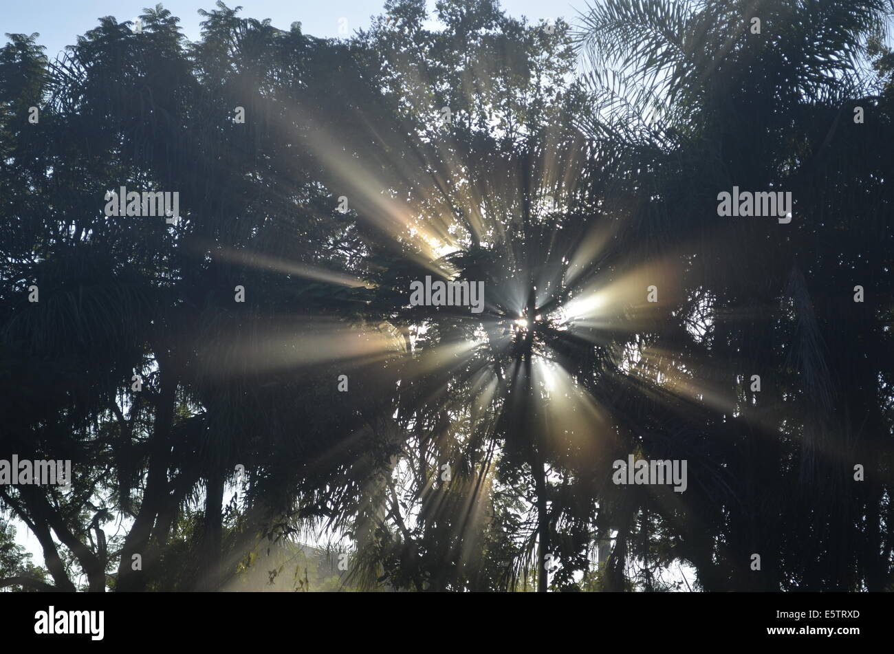 Canopy tree light hi-res stock photography and images - Alamy
