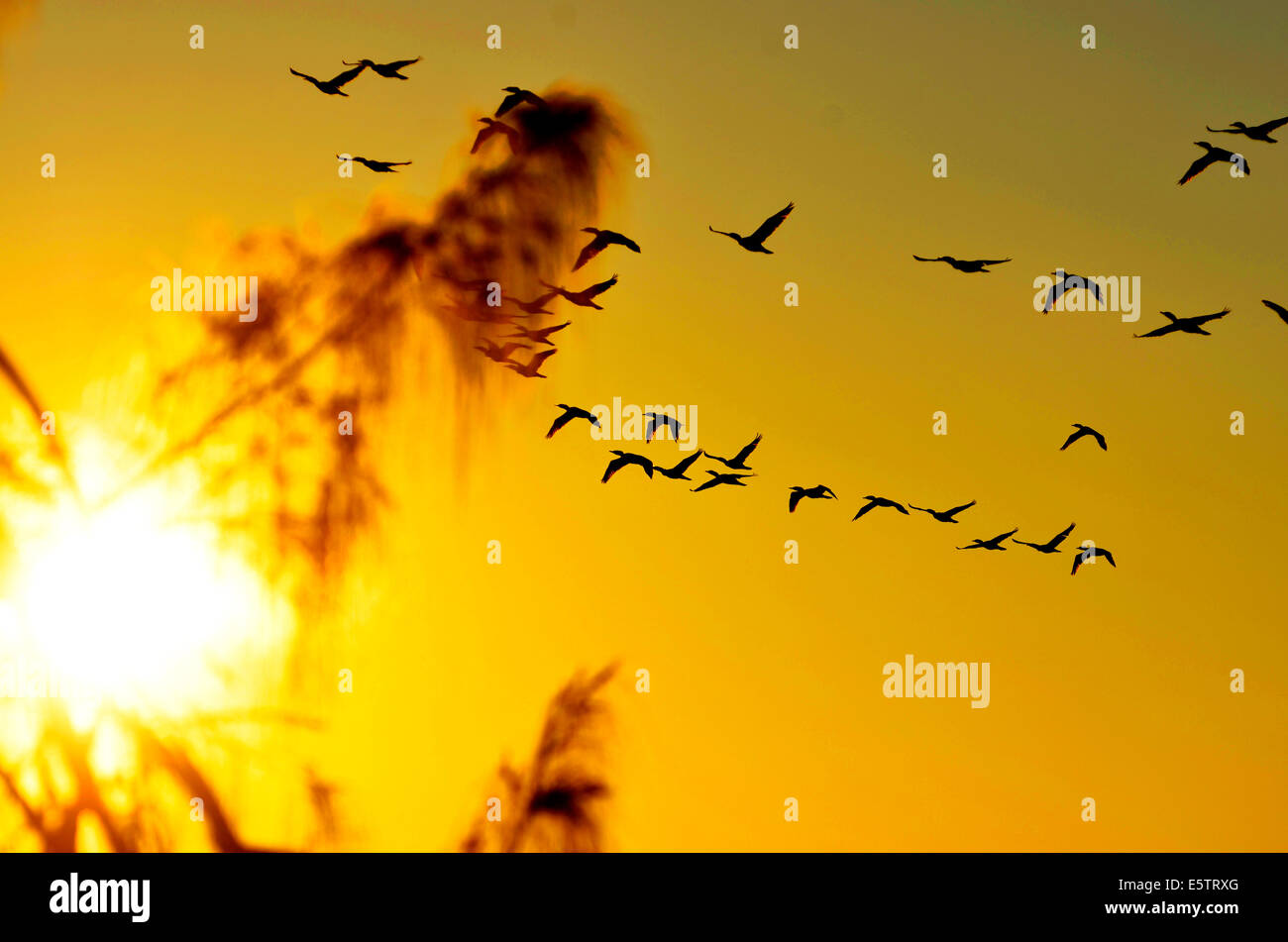 Birds fly across hi-res stock photography and images - Alamy