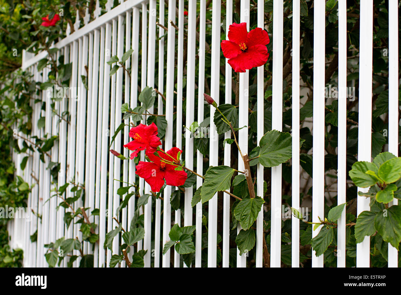 Red hibiscus in a white fence Stock Photo - Alamy