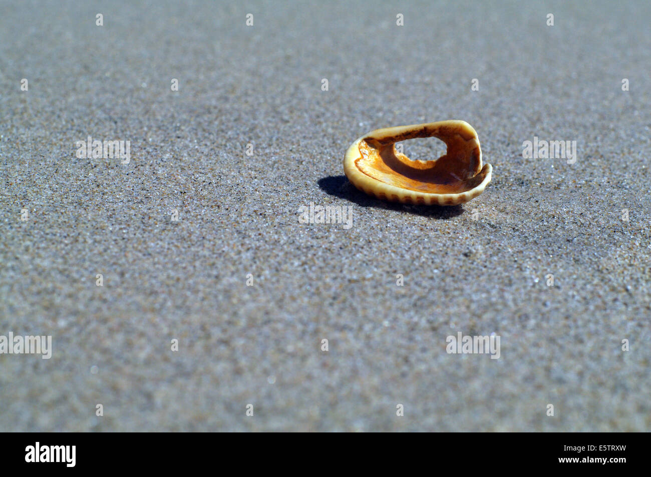 Shell on a beach Stock Photo - Alamy