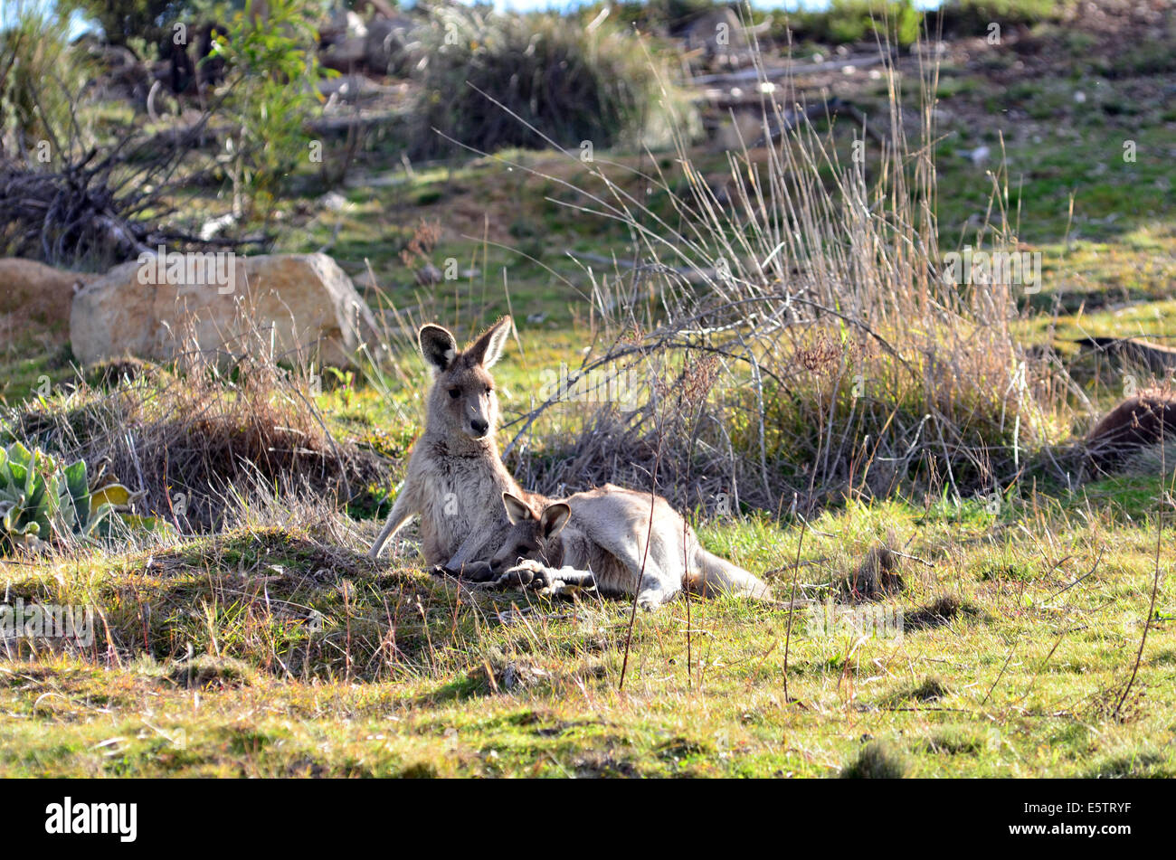 Kangaroo laying down with joey protruding from her pouch Stock Photo ...