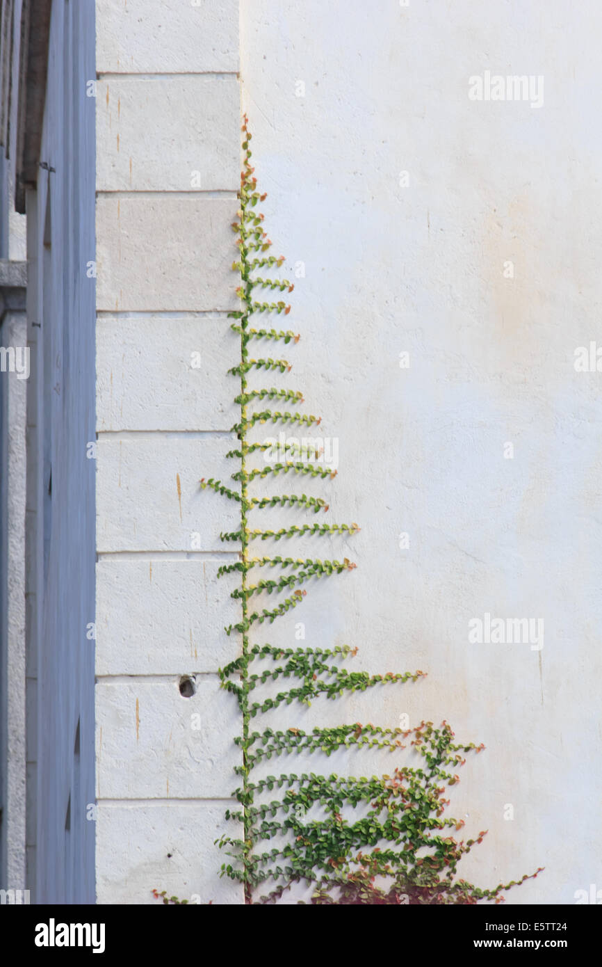 Plants and creepers on white wall hi-res stock photography and images ...