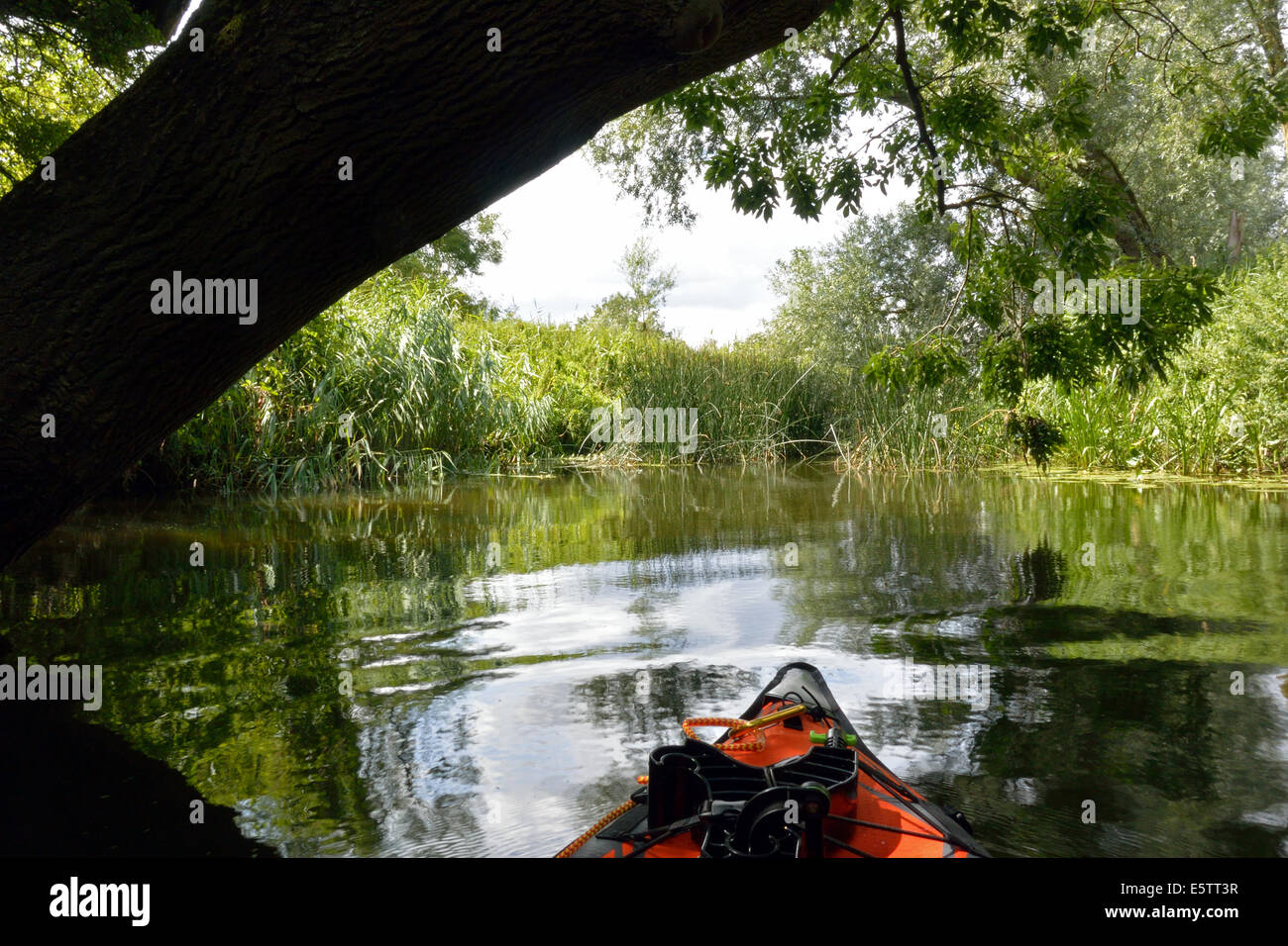 Paddling a kayak beneath a tree on the River Stour between Nayland and ...