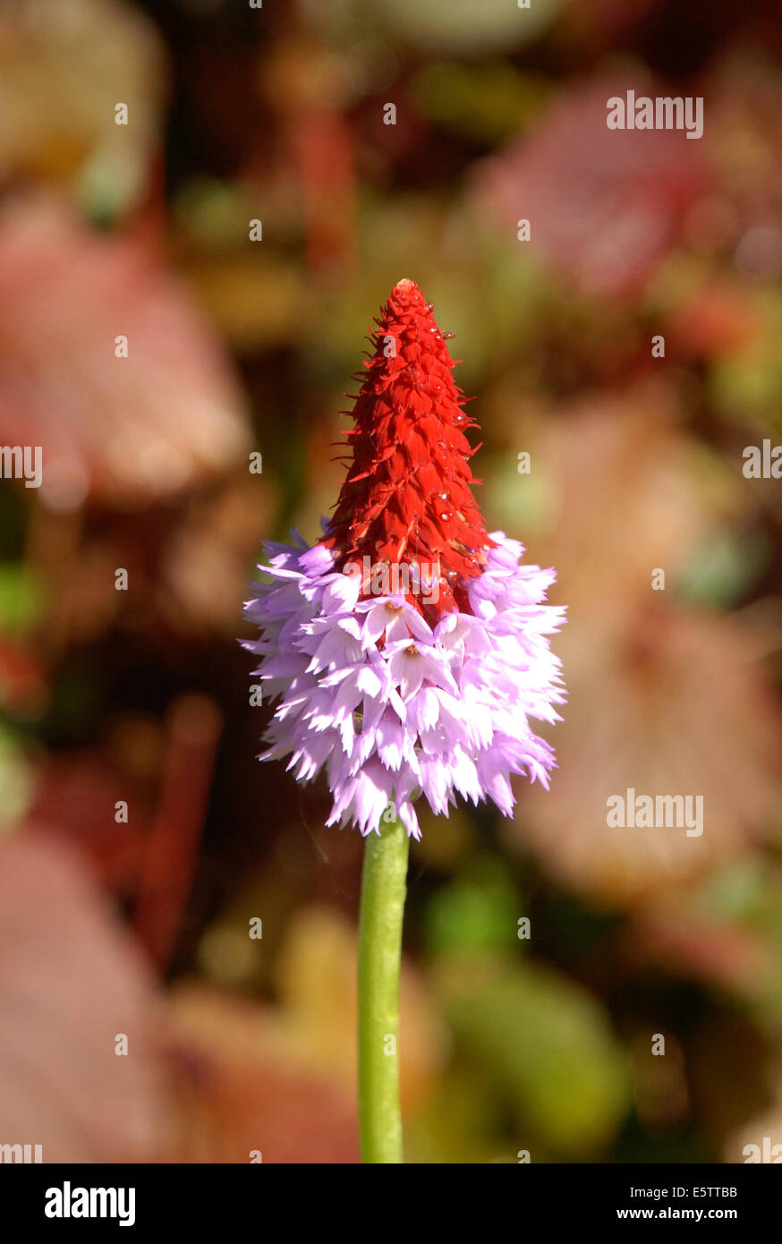 Vials primrose primula vialii hi-res stock photography and images - Alamy