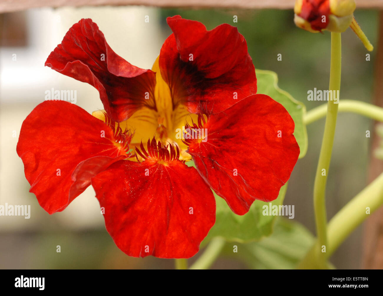 red nasturtium flower Stock Photo - Alamy