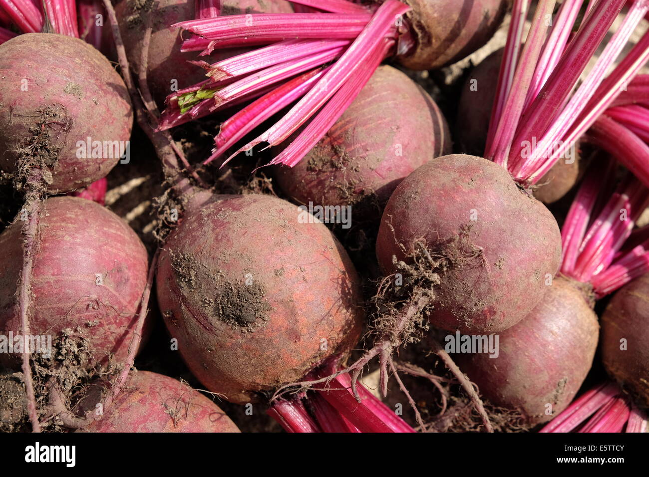 fresh organic beetroot Stock Photo - Alamy