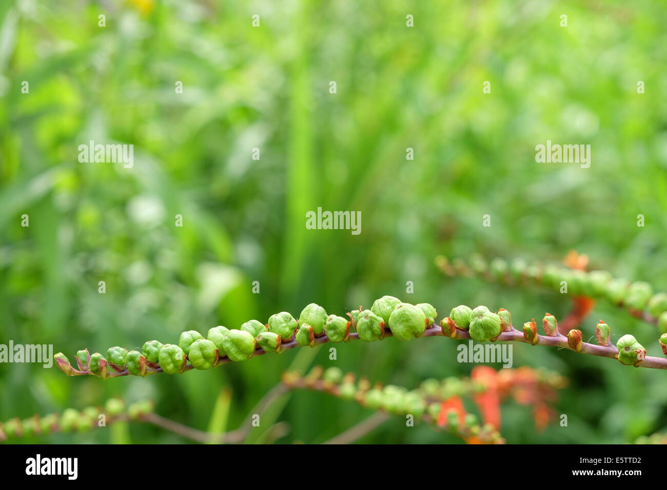 Crocosmia seed heads hi-res stock photography and images - Alamy
