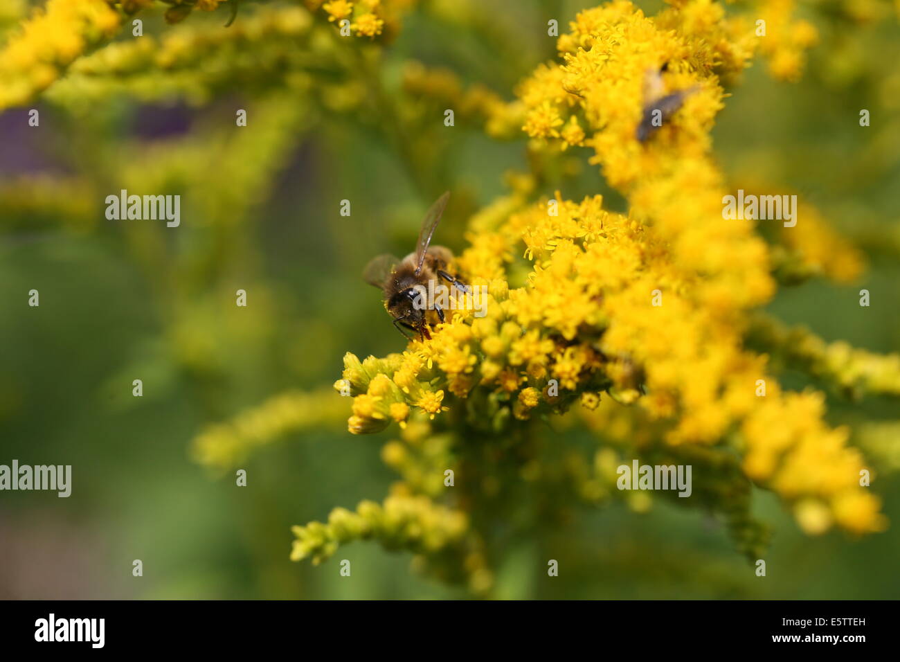 honey bee feeding on nectar Stock Photo - Alamy