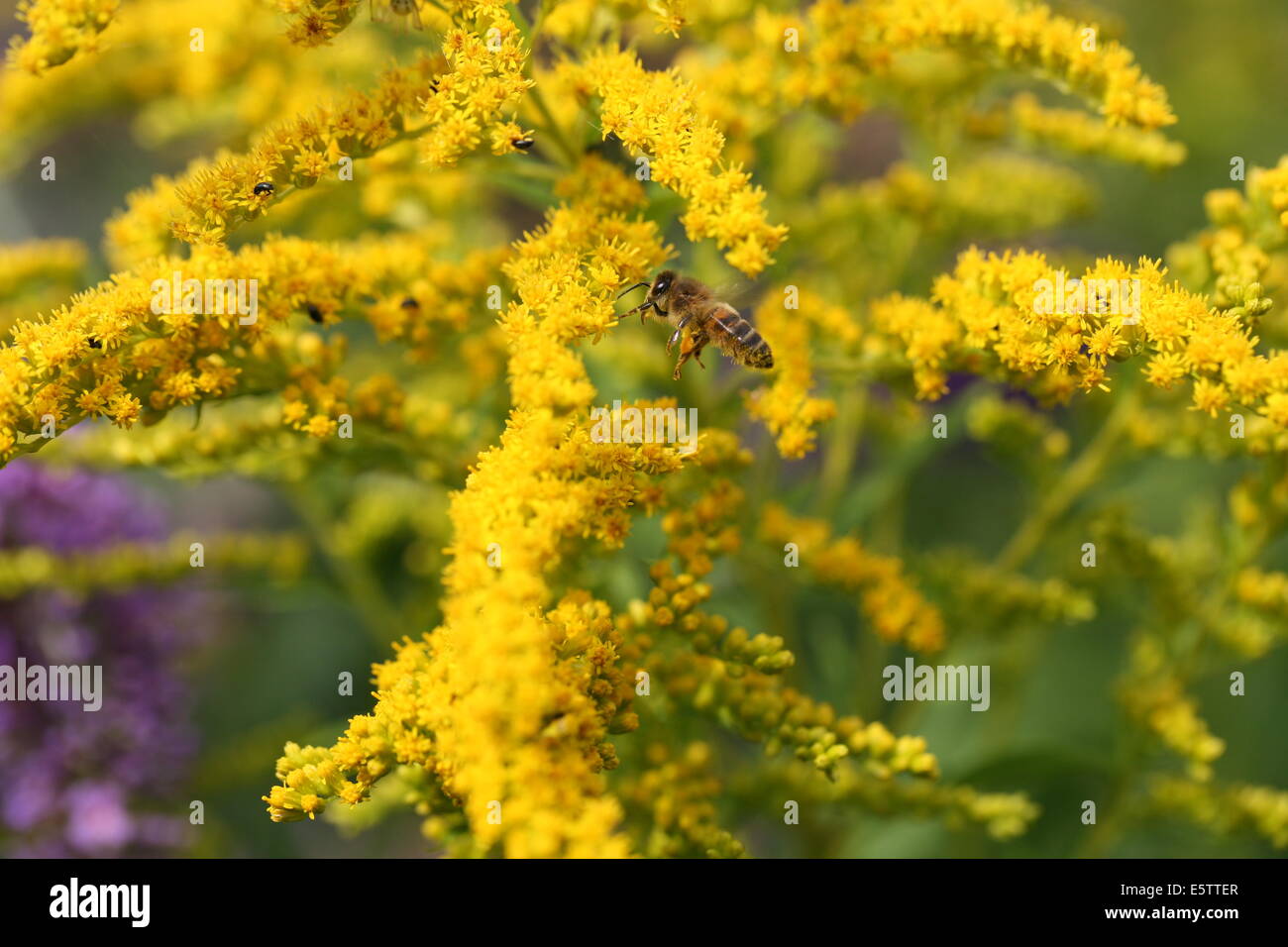 honey bee feeding on nectar Stock Photo - Alamy