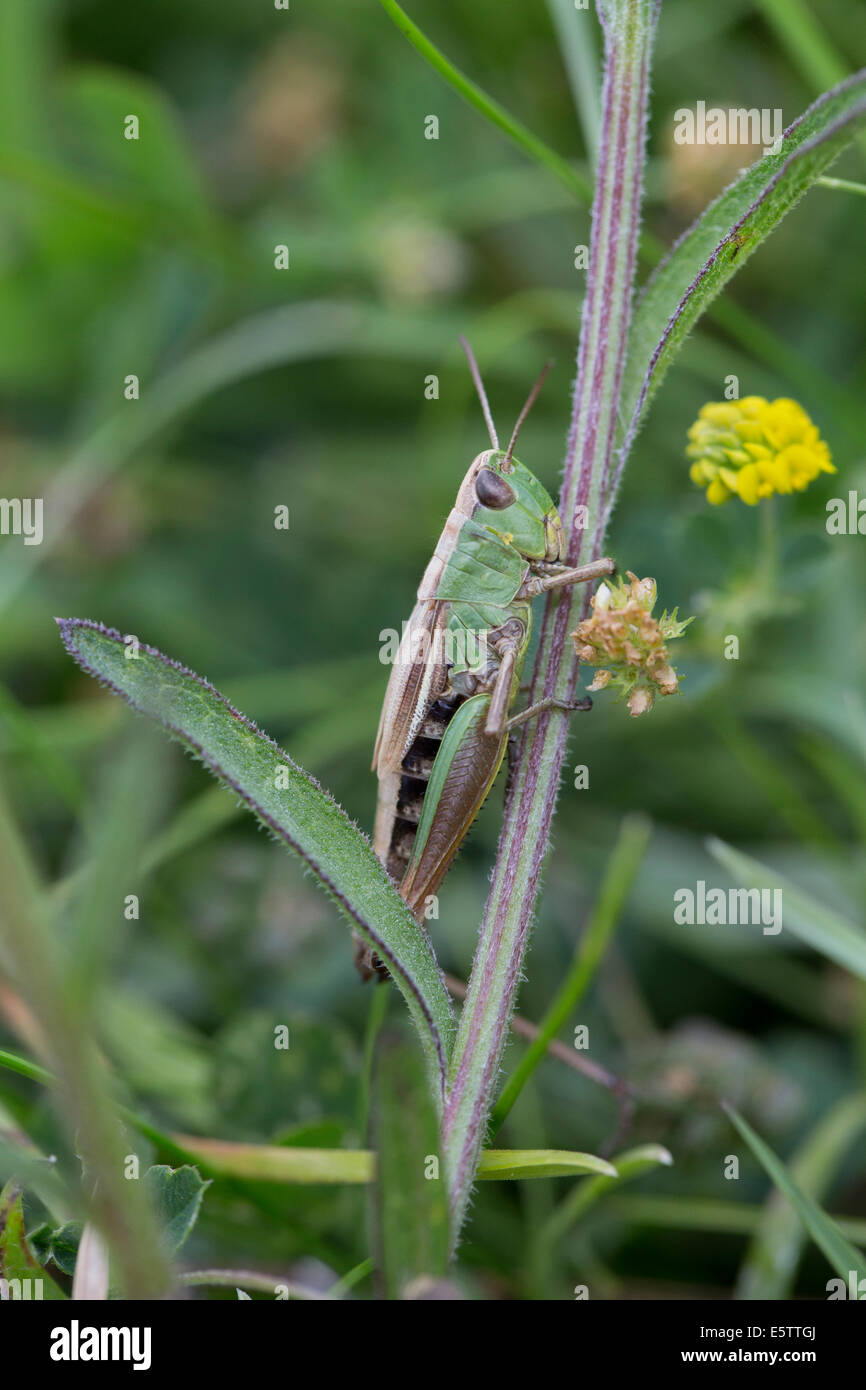 Grass hopper photography hi-res stock photography and images - Alamy