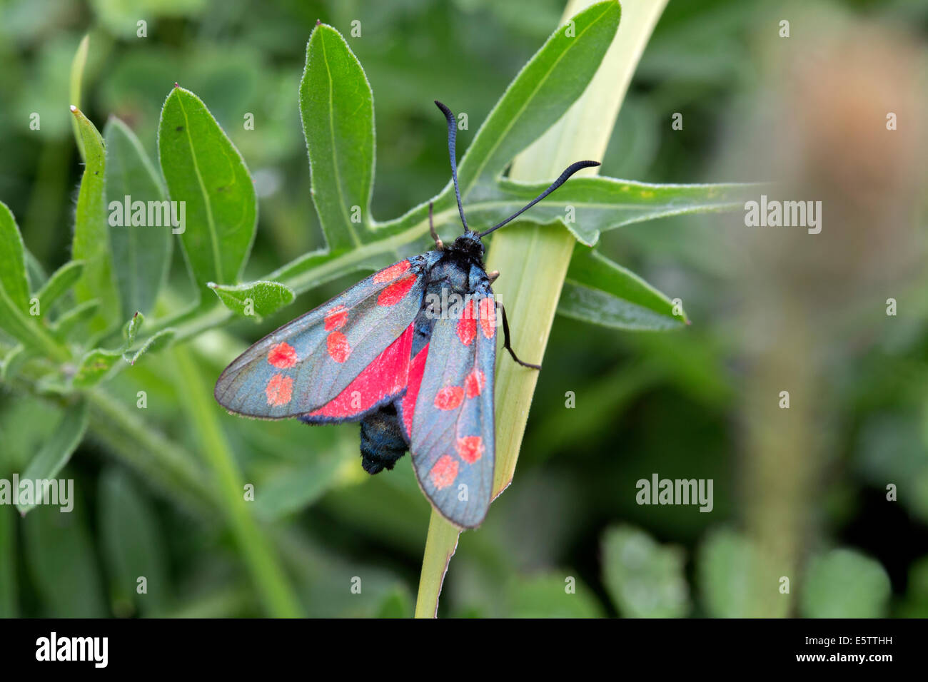 Burnet Moth (Zygaena filipendulae- typical form Stock Photo - Alamy