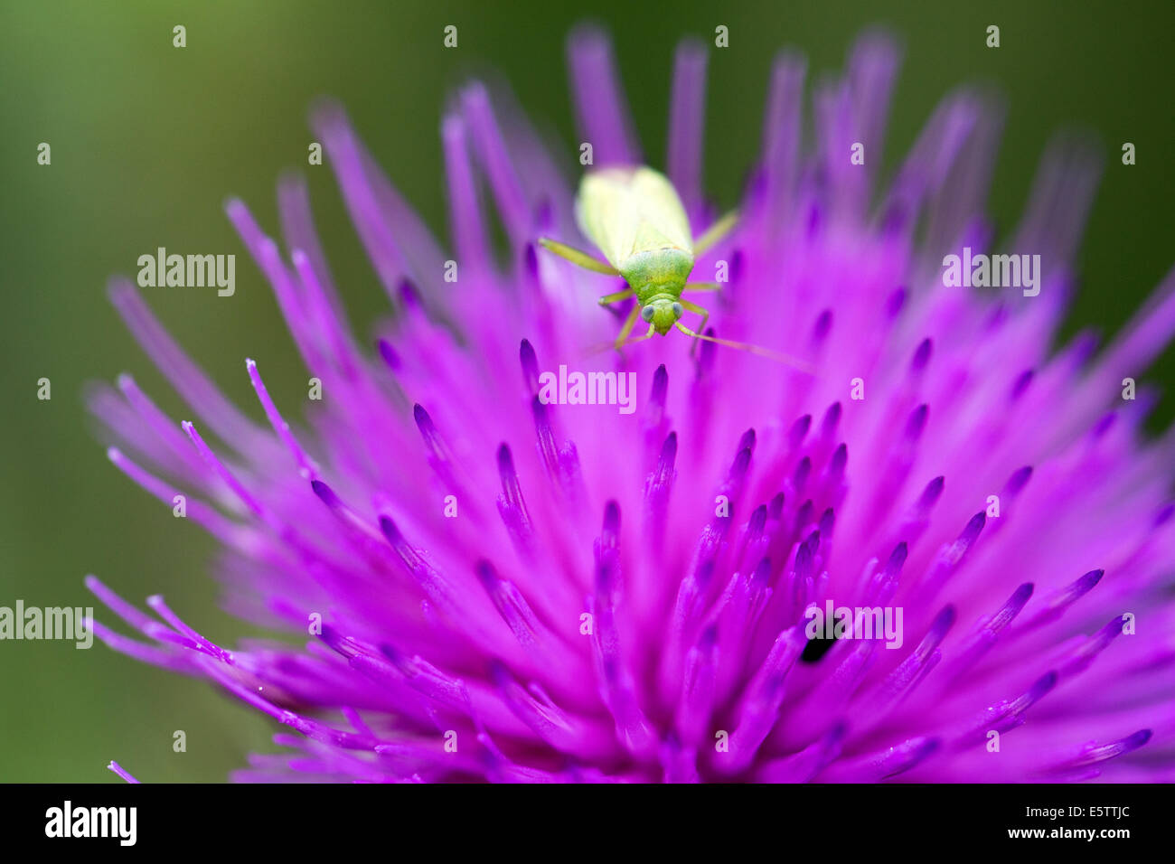 Insect feeding on a flower Stock Photo - Alamy