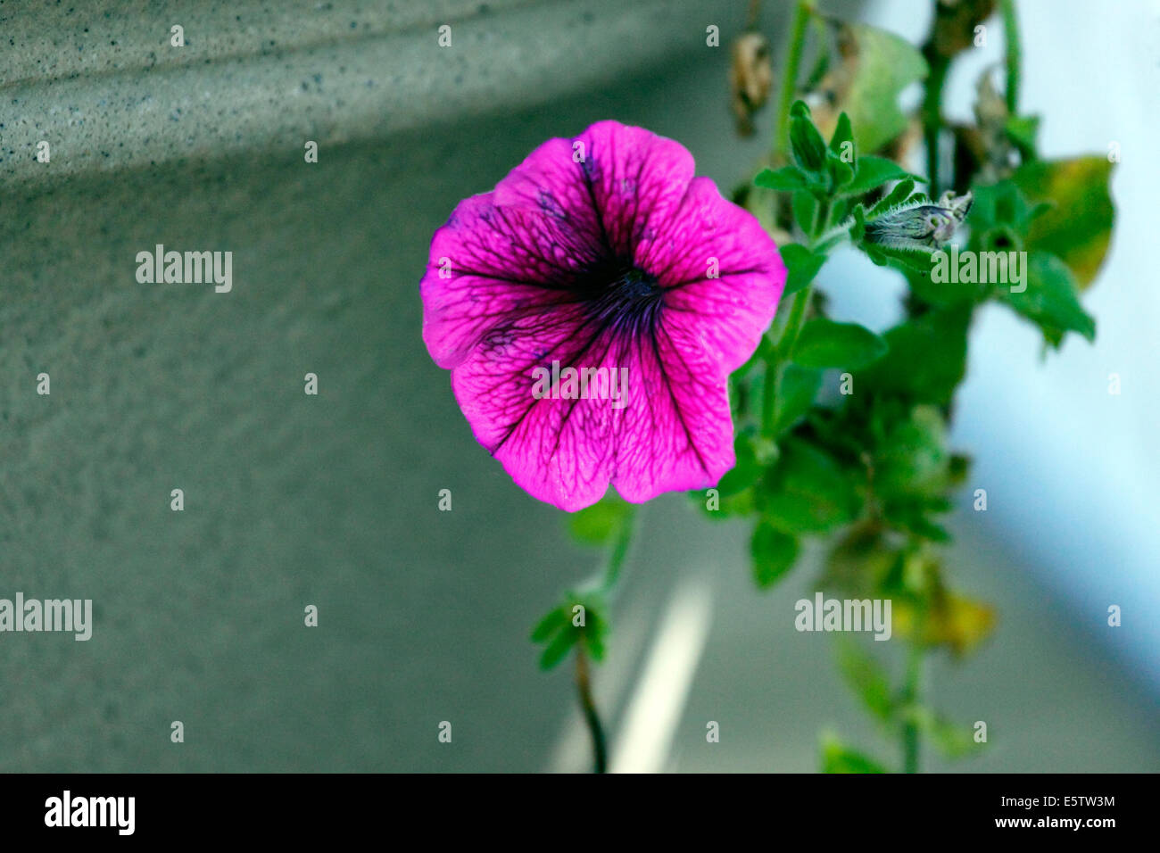 Bloom pot hi-res stock photography and images - Alamy