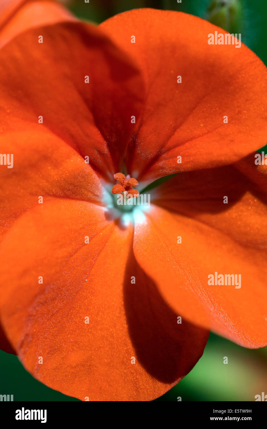 Close up of a Geranium flower Stock Photo - Alamy
