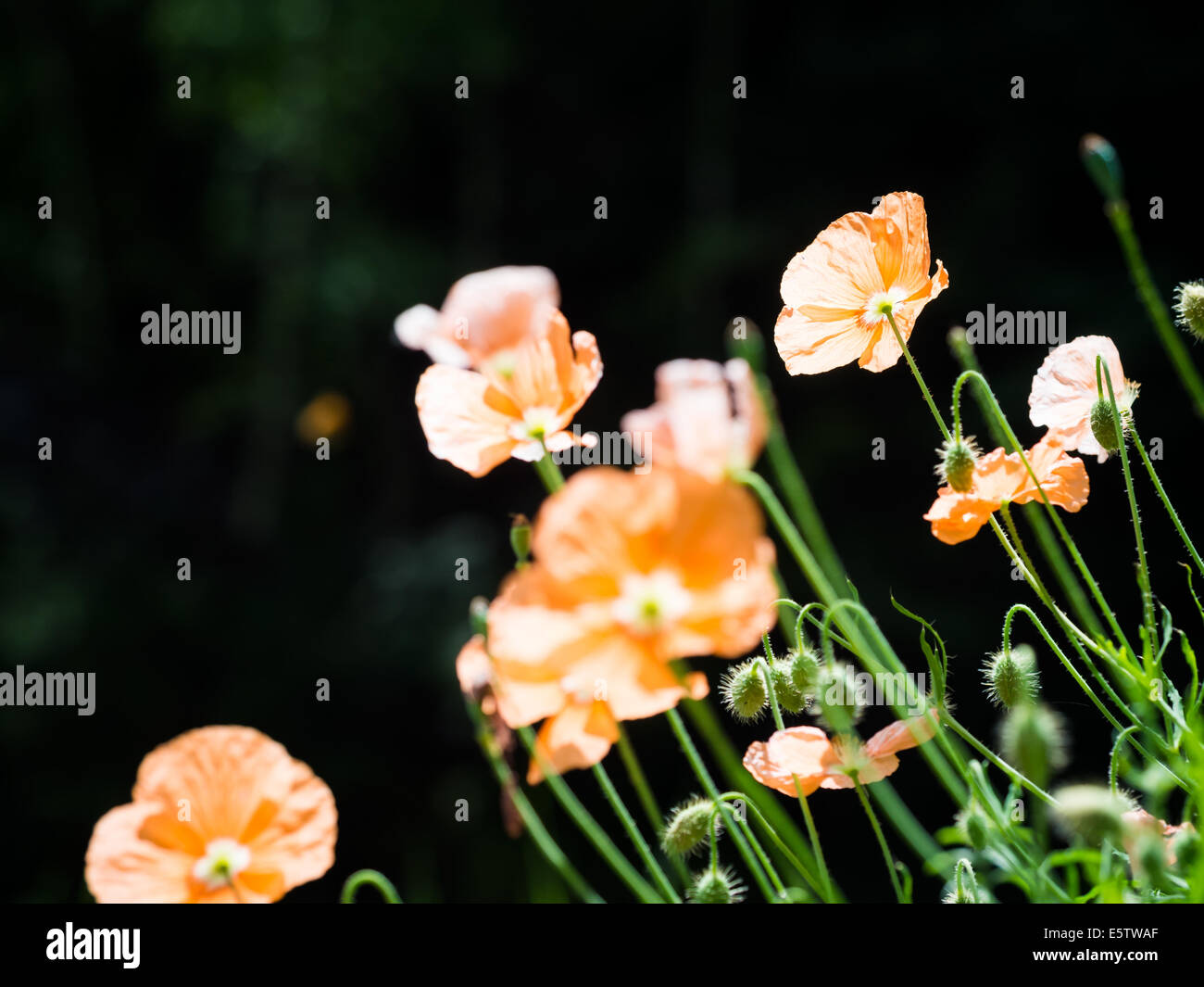 Poppy papaver georgia hi-res stock photography and images - Alamy
